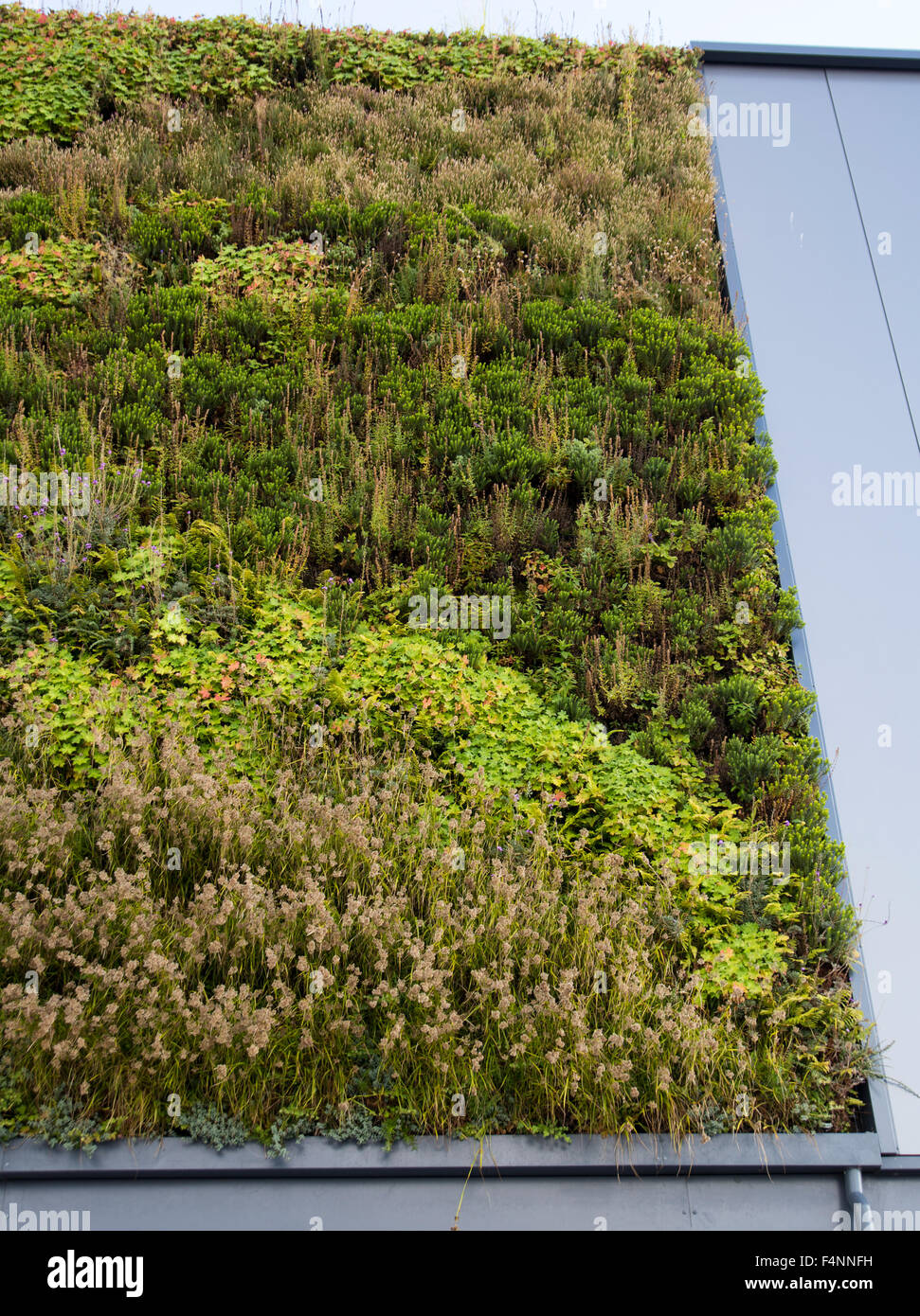 Living plants hi-res stock photography and images - Alamy