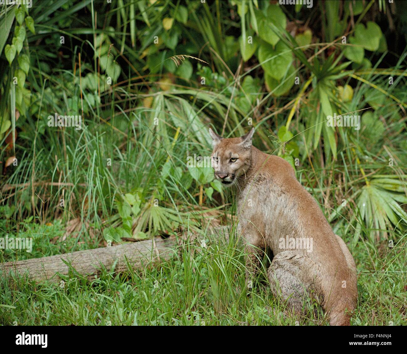 A Florida panther in the Florida Panther National Wildlife Refuge in ...