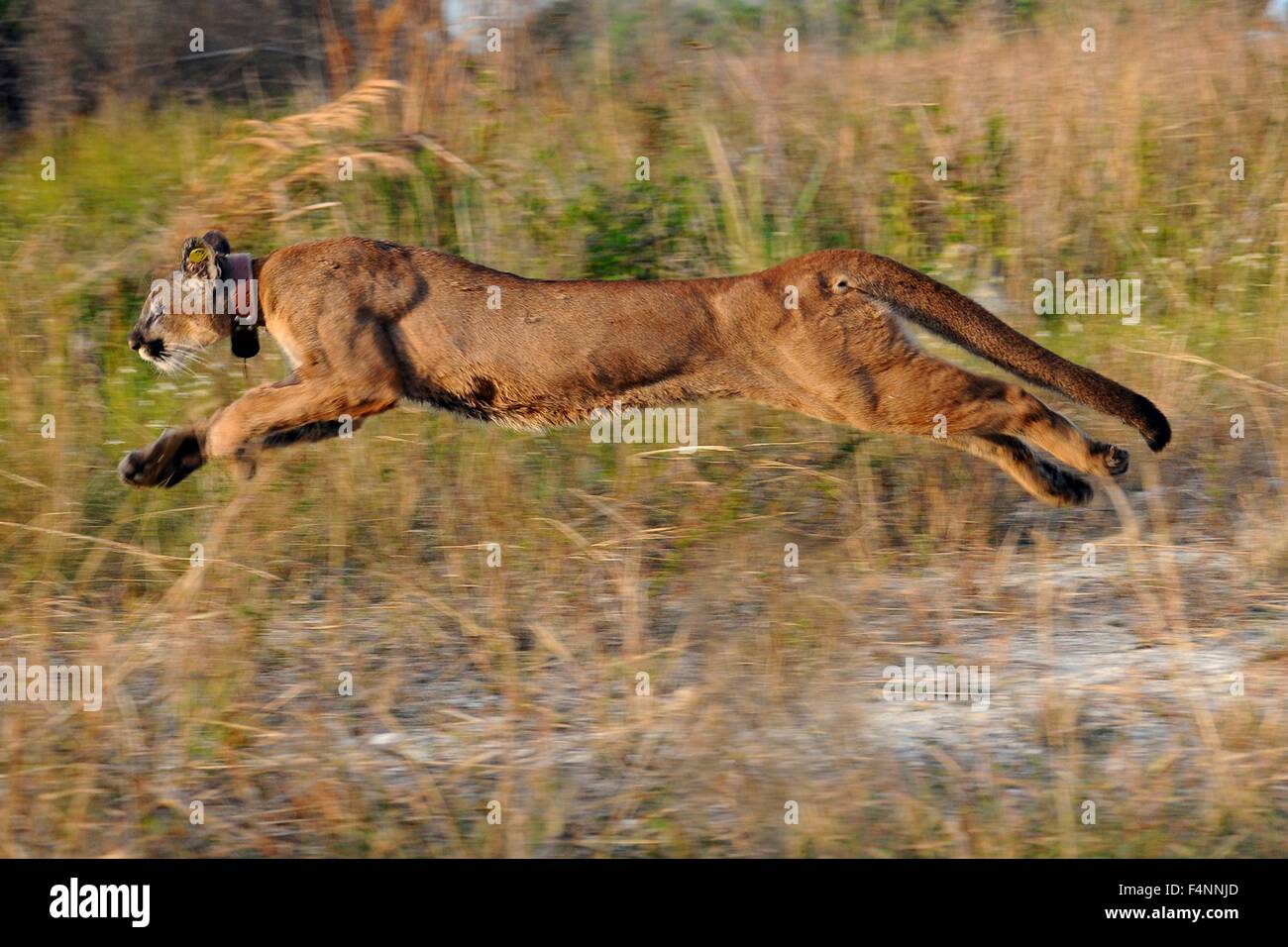 Florida panther running hi-res stock photography and images - Alamy