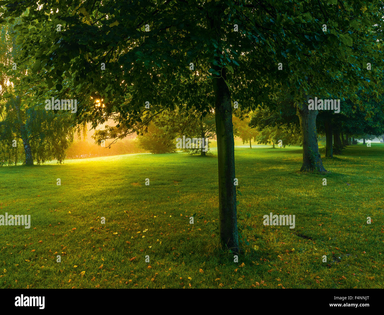 Lime Tree at Dawn, Kensington Gardens Stock Photo - Alamy