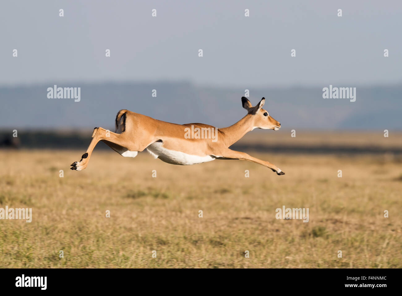 Antelope jumping hi-res stock photography and images - Alamy