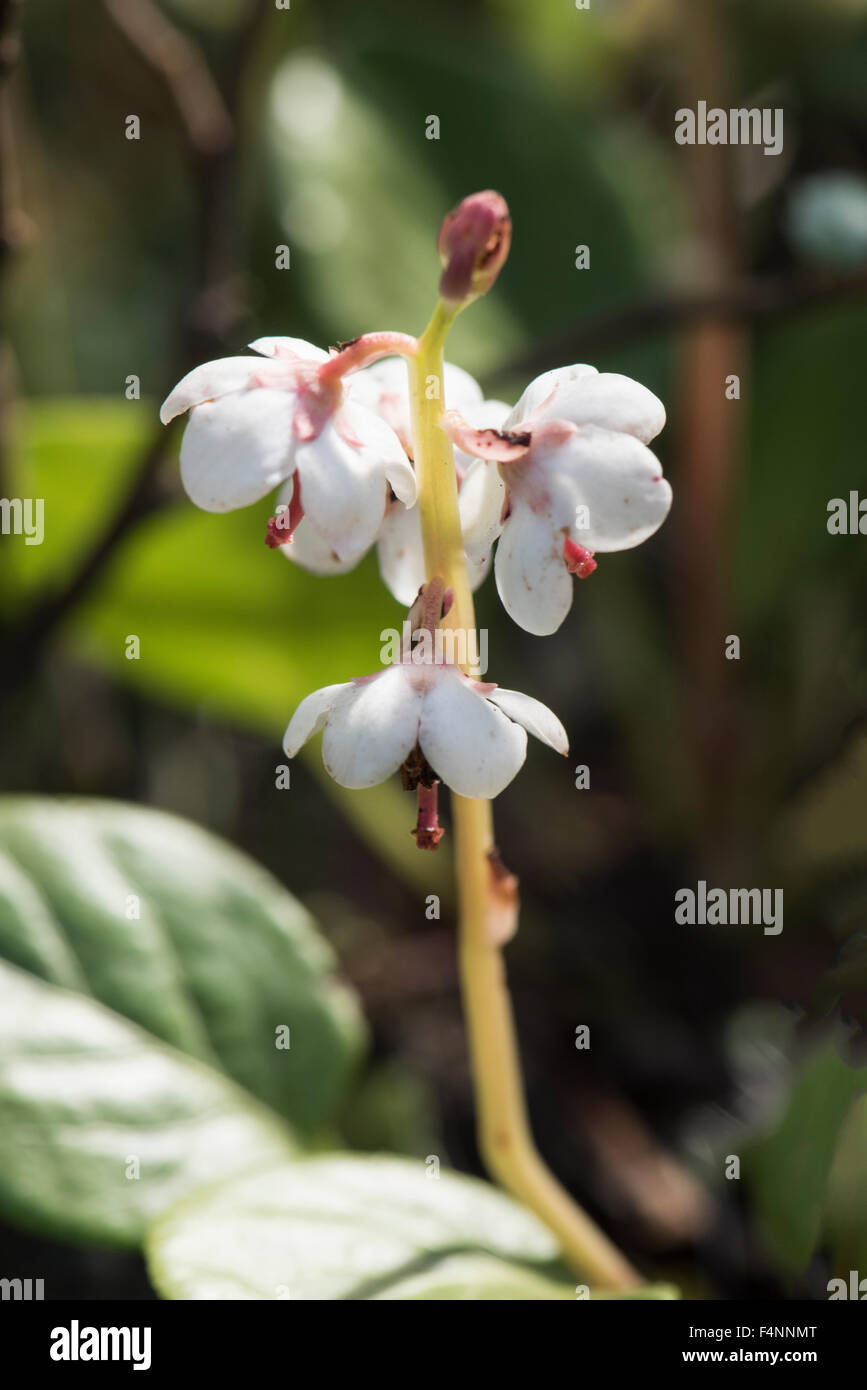 Pyrola rotundifolia subsp rotundifolia hi-res stock photography and ...