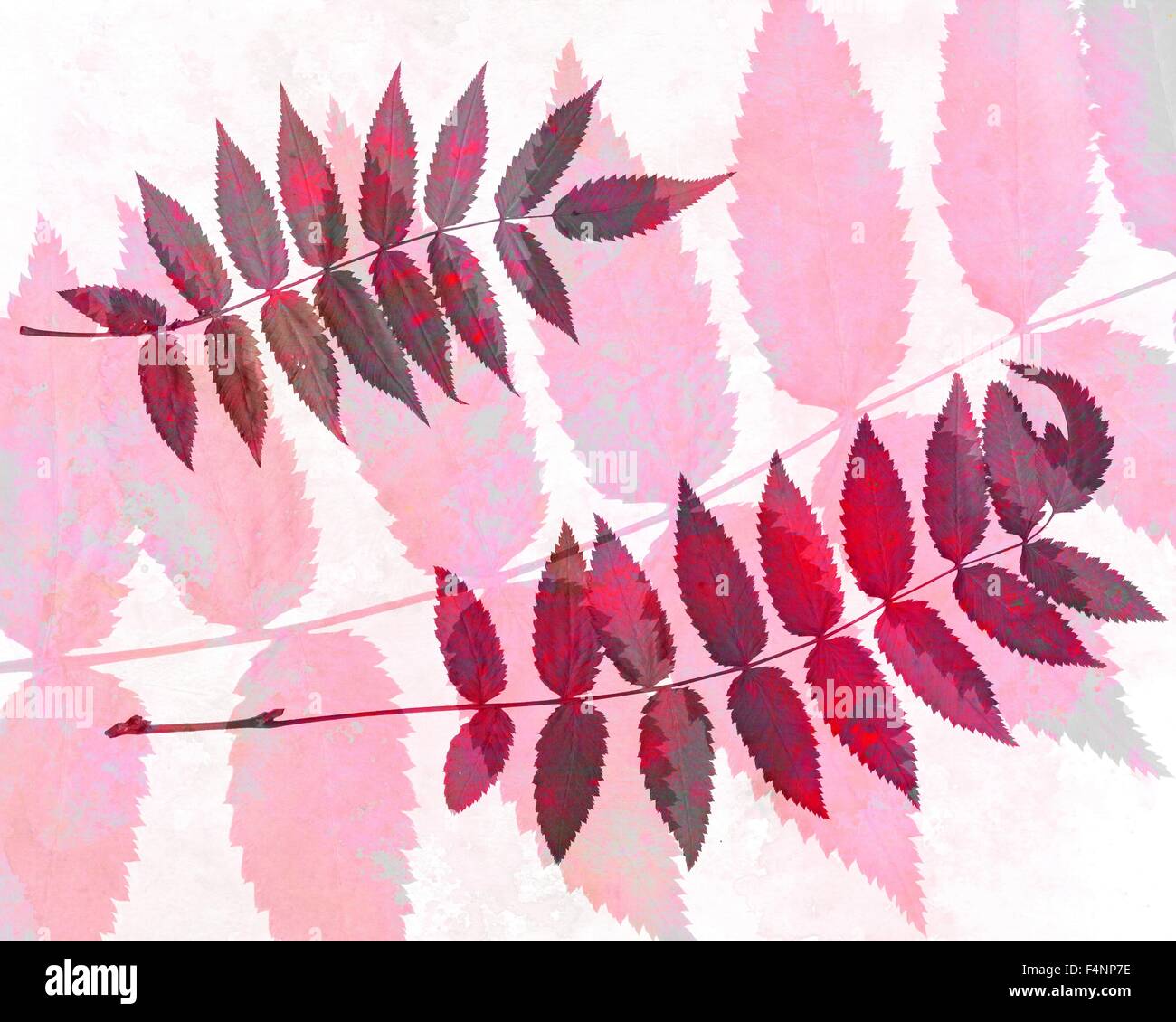 Abstract watercolor background handmade rowan leaves. Mixed media ...