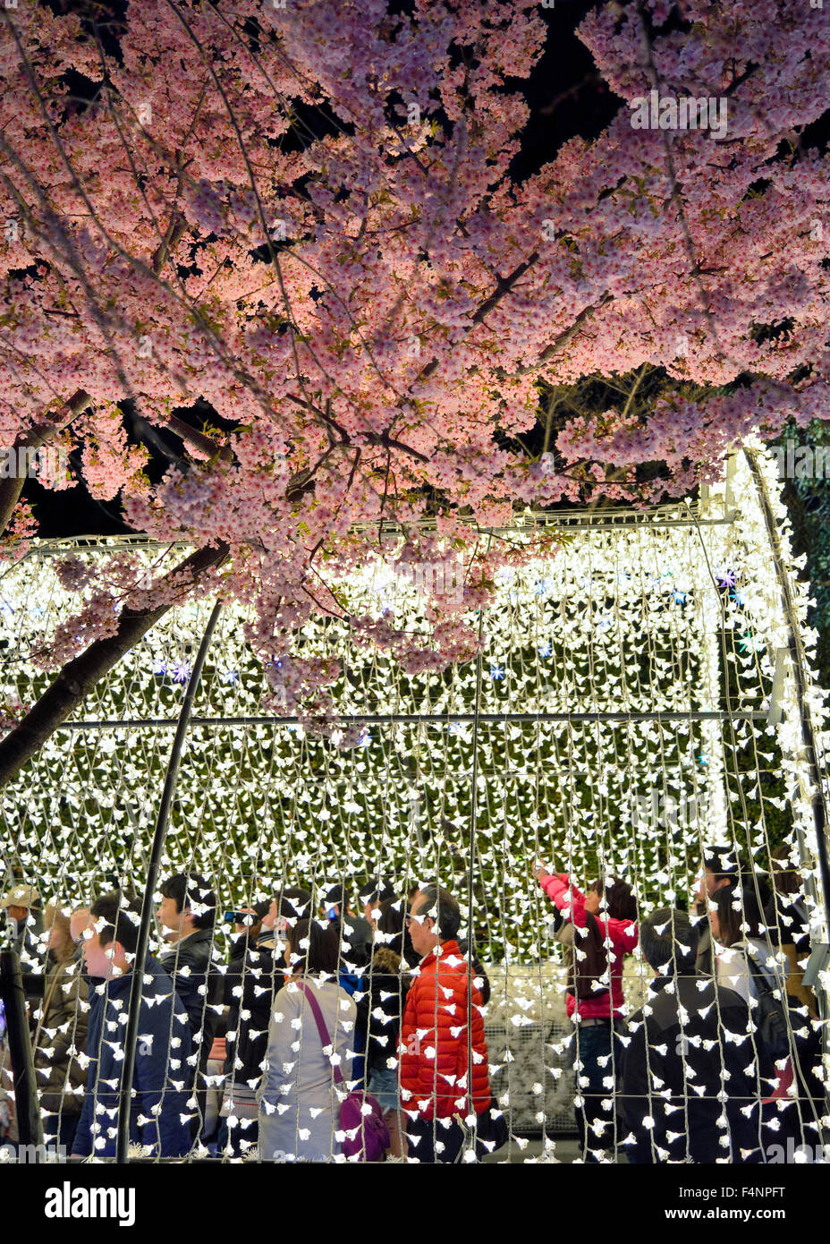 Nabana no Sato tunnel of LED lights and blooming sakura. Attractions of ...