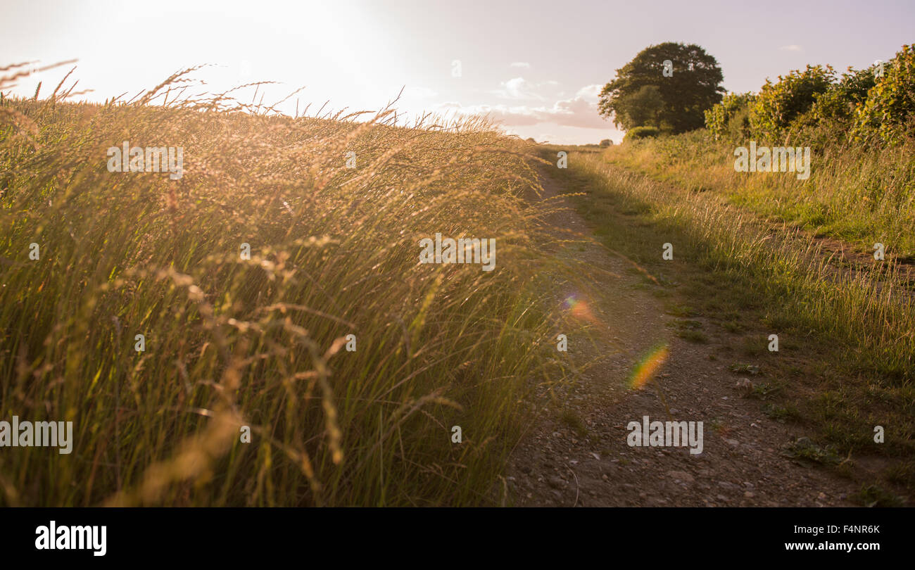 Golden hay fields at sunset Stock Photo - Alamy