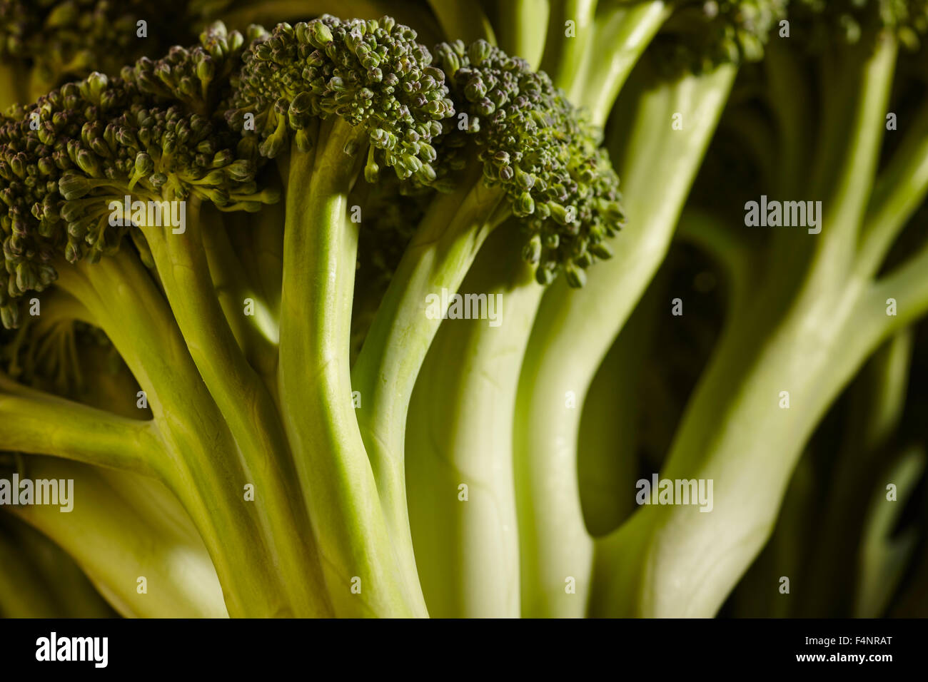a head of fresh raw broccoli Stock Photo - Alamy