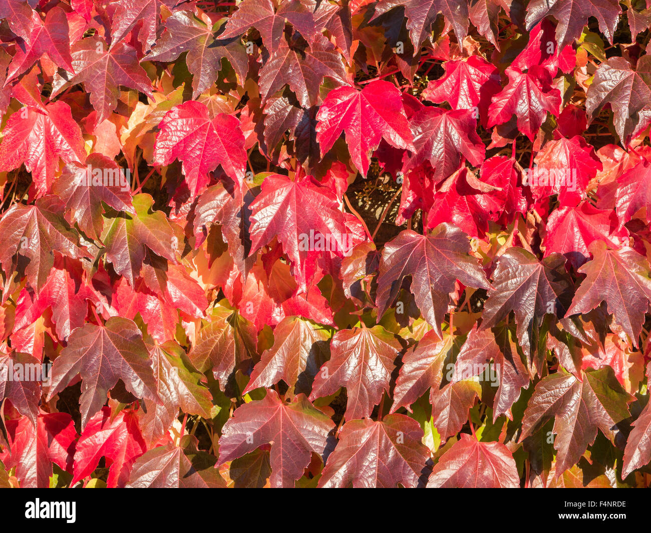 Red ivy leaf hi-res stock photography and images - Alamy
