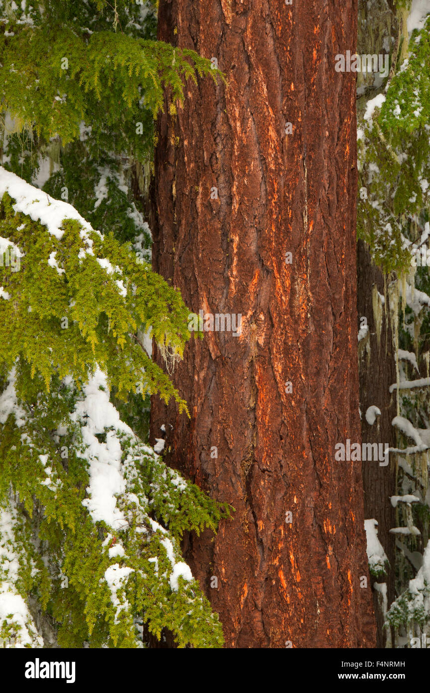 Douglas fir trunk, Rogue-Umpqua National Scenic Byway, Umpqua National ...