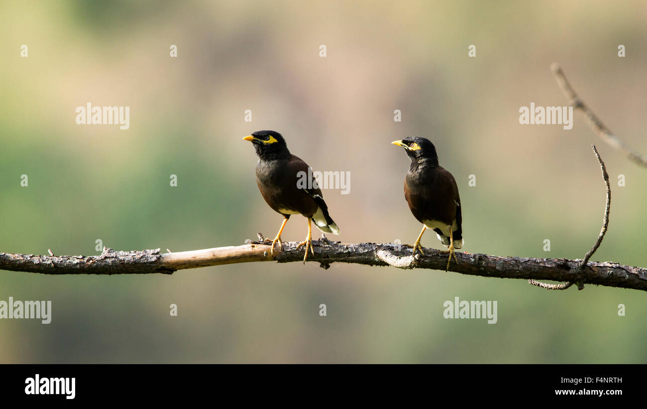 couple of common mynah specie Acridotheres tristis Stock Photo - Alamy