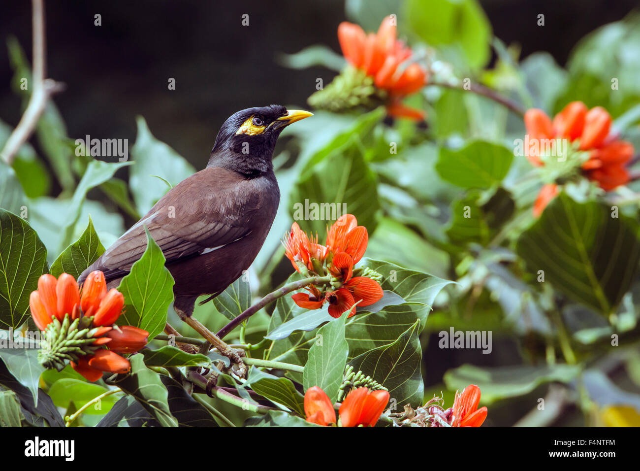Mynah bird hi-res stock photography and images - Alamy