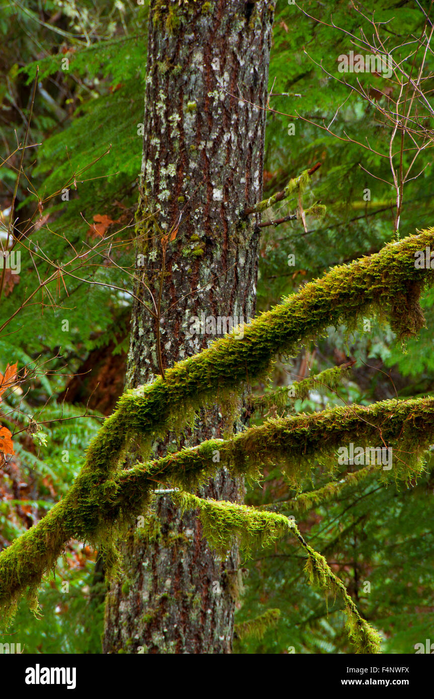 Douglas fir with vine maple along North Umpqua River National ...