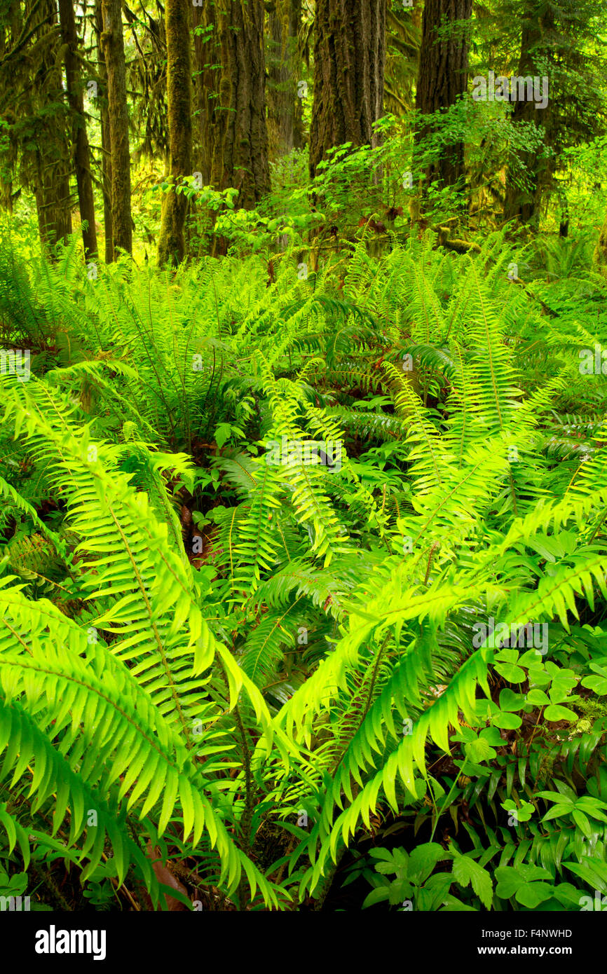 Ancient forest with western sword fern along Wolf Creek Falls Trail ...