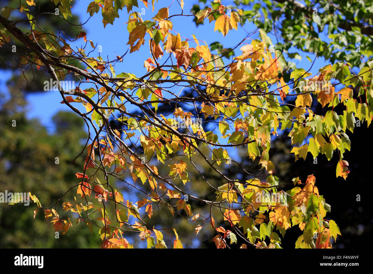 Autumn foliage Long Island New York Stock Photo - Alamy