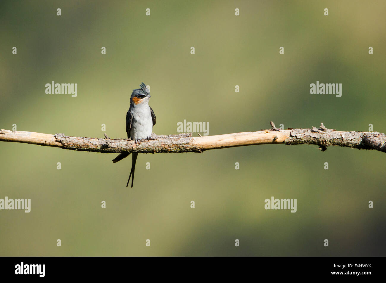 Crested Treeswift specie Hemiprocne coronata Stock Photo - Alamy