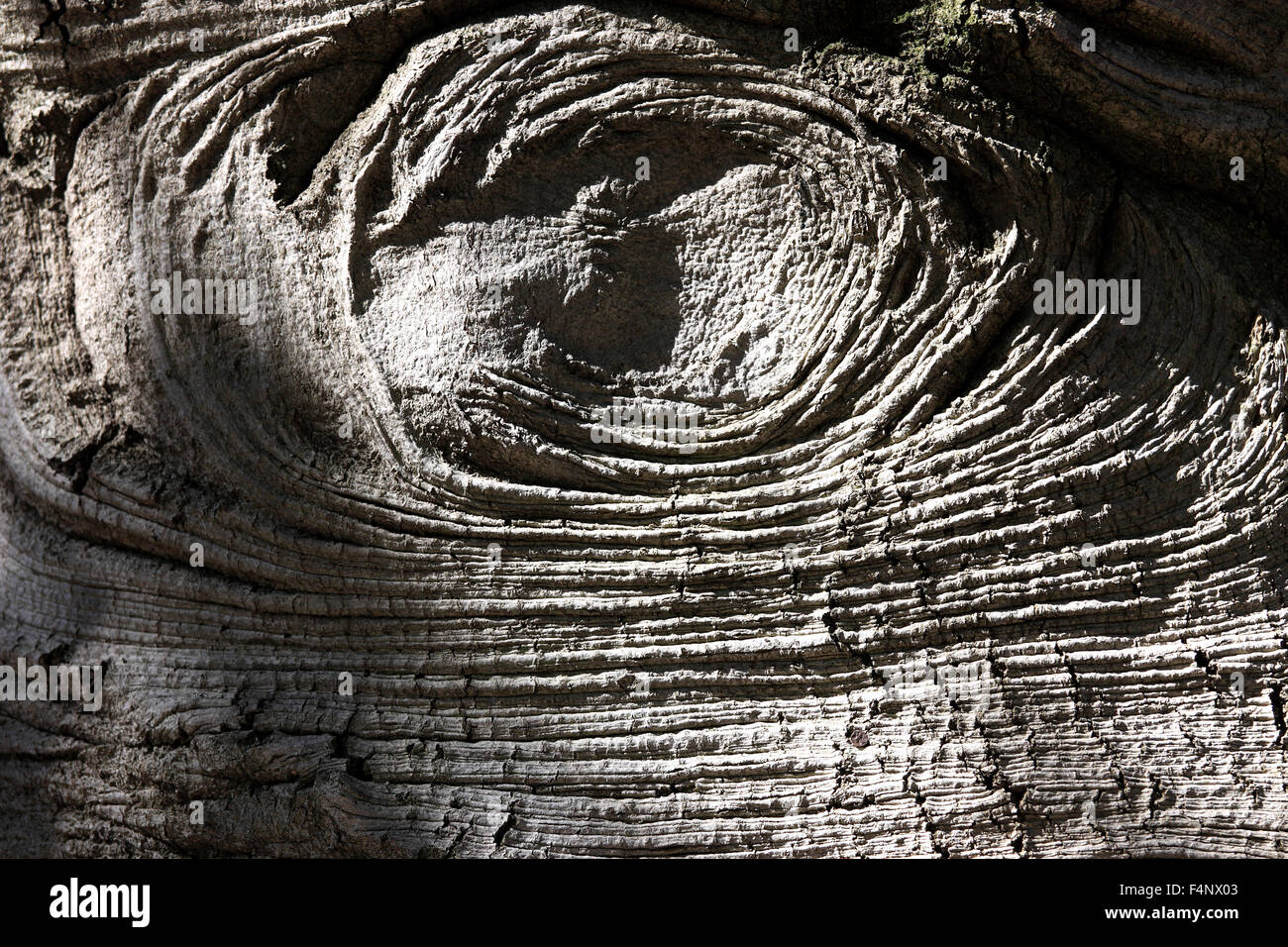 Tree ring pattern hi-res stock photography and images - Alamy