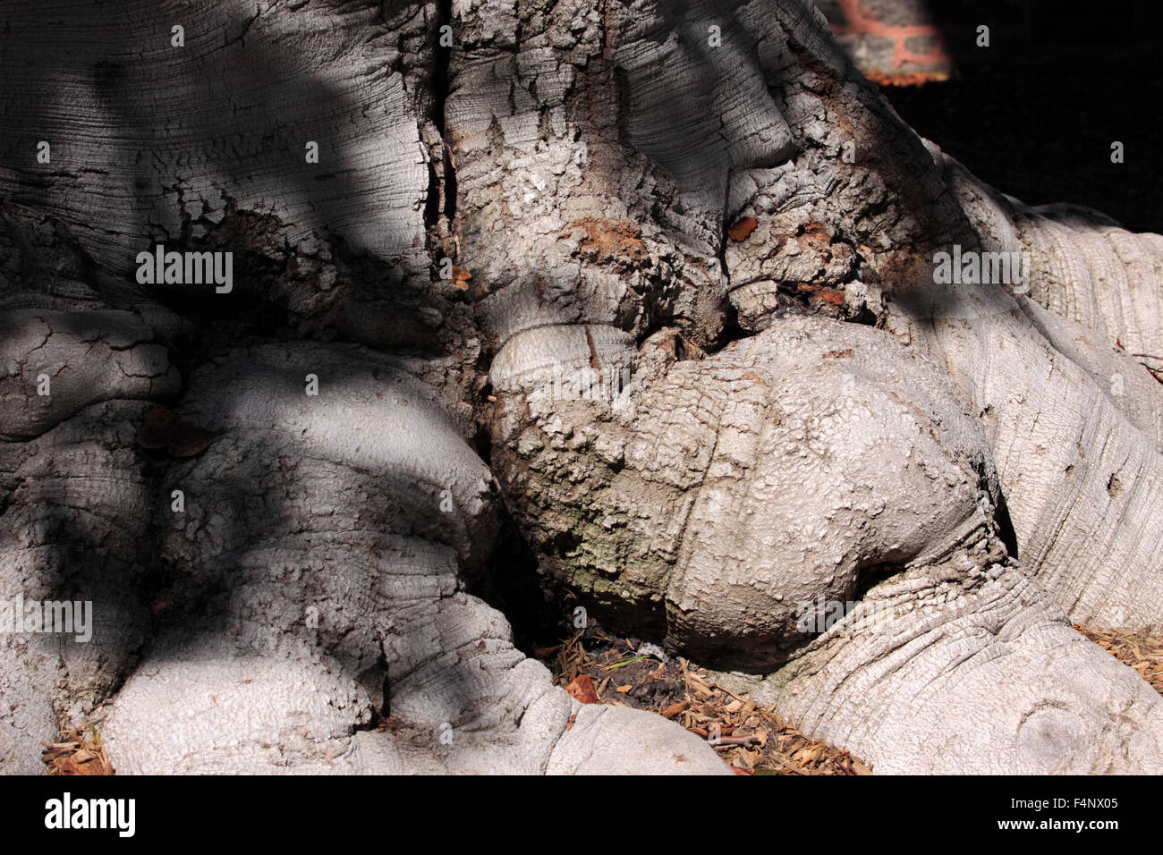Odd tree roots hi-res stock photography and images - Alamy