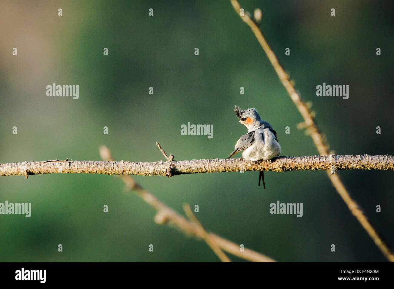 Crested Treeswift specie Hemiprocne coronata Stock Photo - Alamy