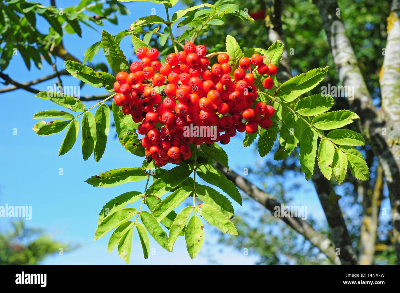 Clusters of mountain ash hi-res stock photography and images - Alamy