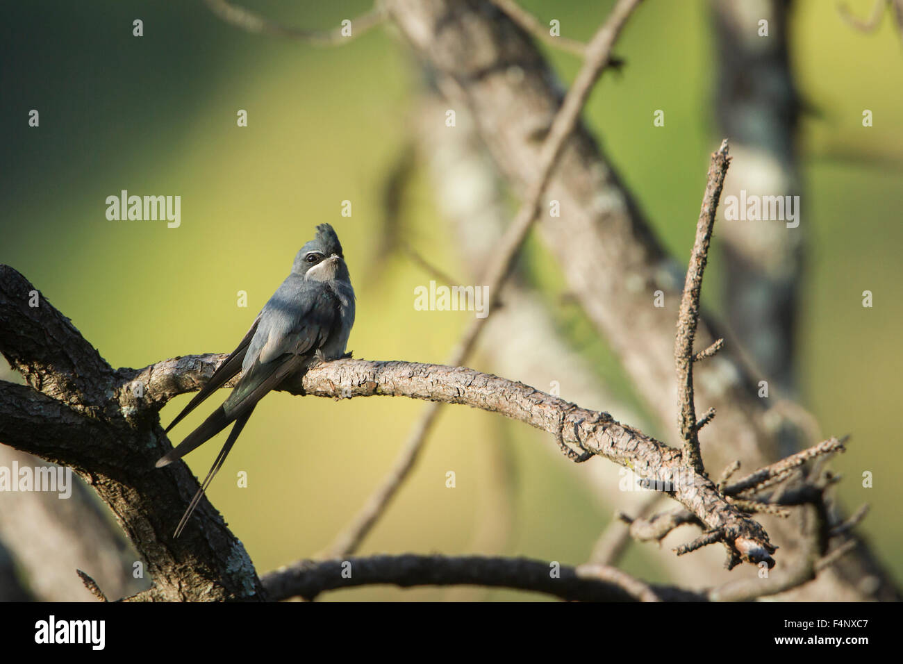 Crested Treeswift specie Hemiprocne coronata Stock Photo - Alamy