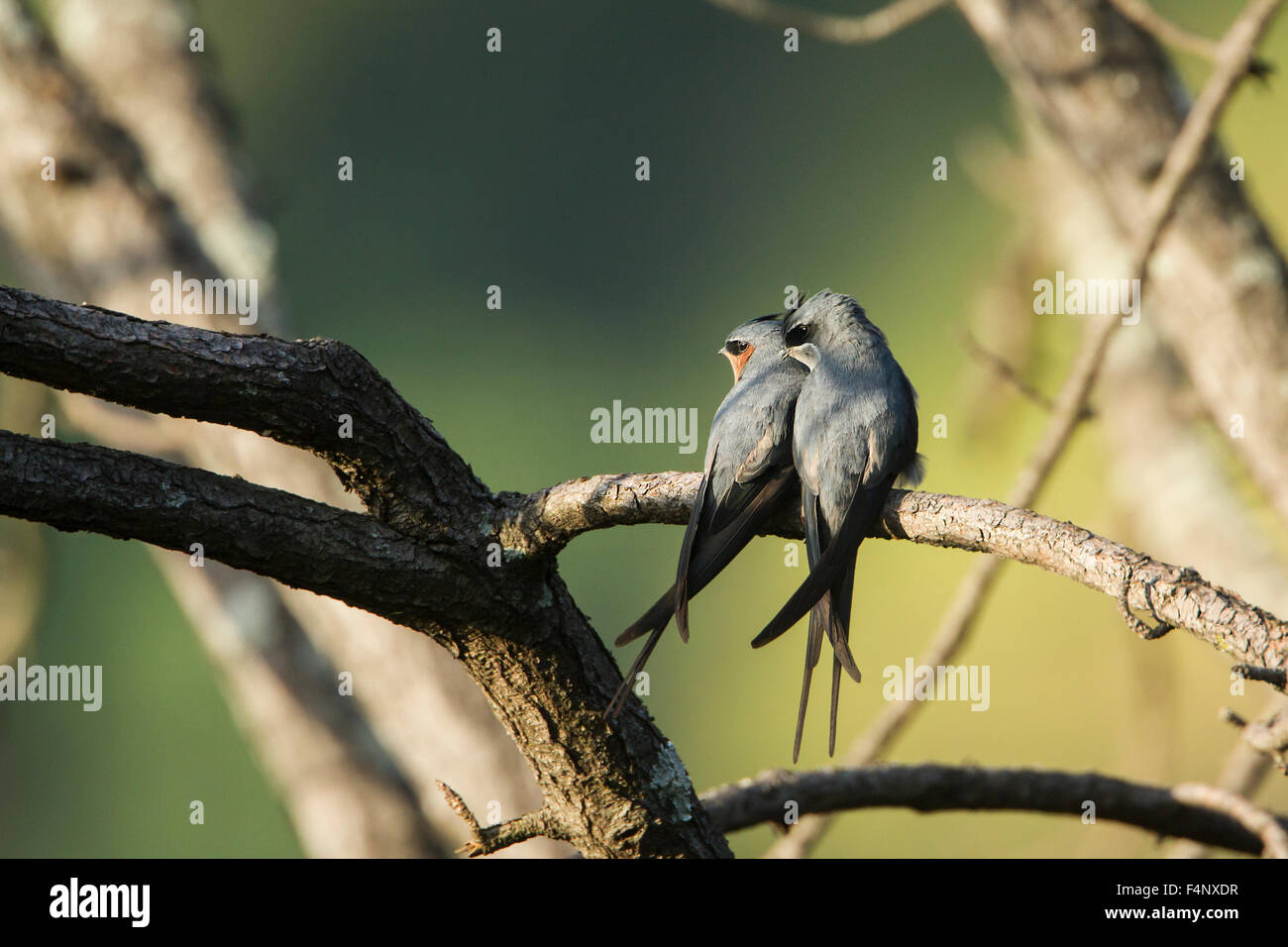 Crested Treeswift specie Hemiprocne coronata Stock Photo - Alamy