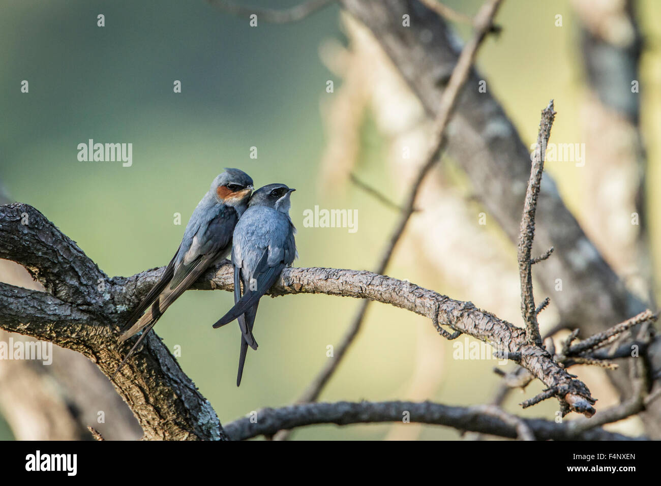 Crested Treeswift specie Hemiprocne coronata Stock Photo - Alamy