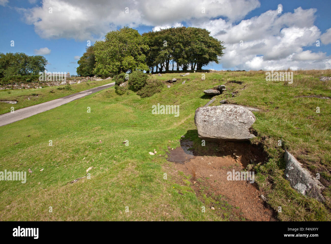 Granite rock by path through moorland with trees and sheep on Bodmin ...