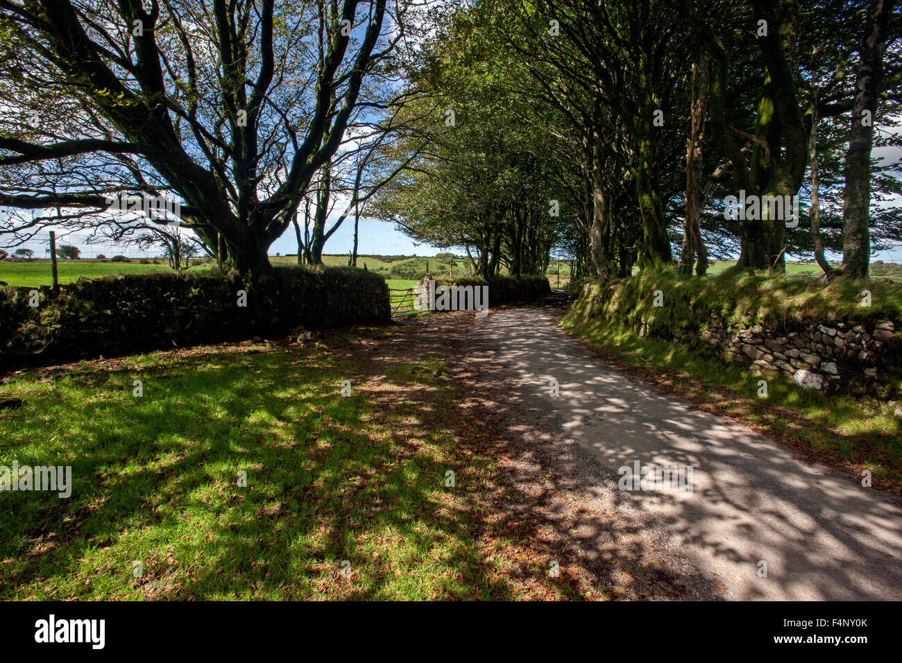 Dappled tree shadows on country lane path grass trees hi-res stock ...