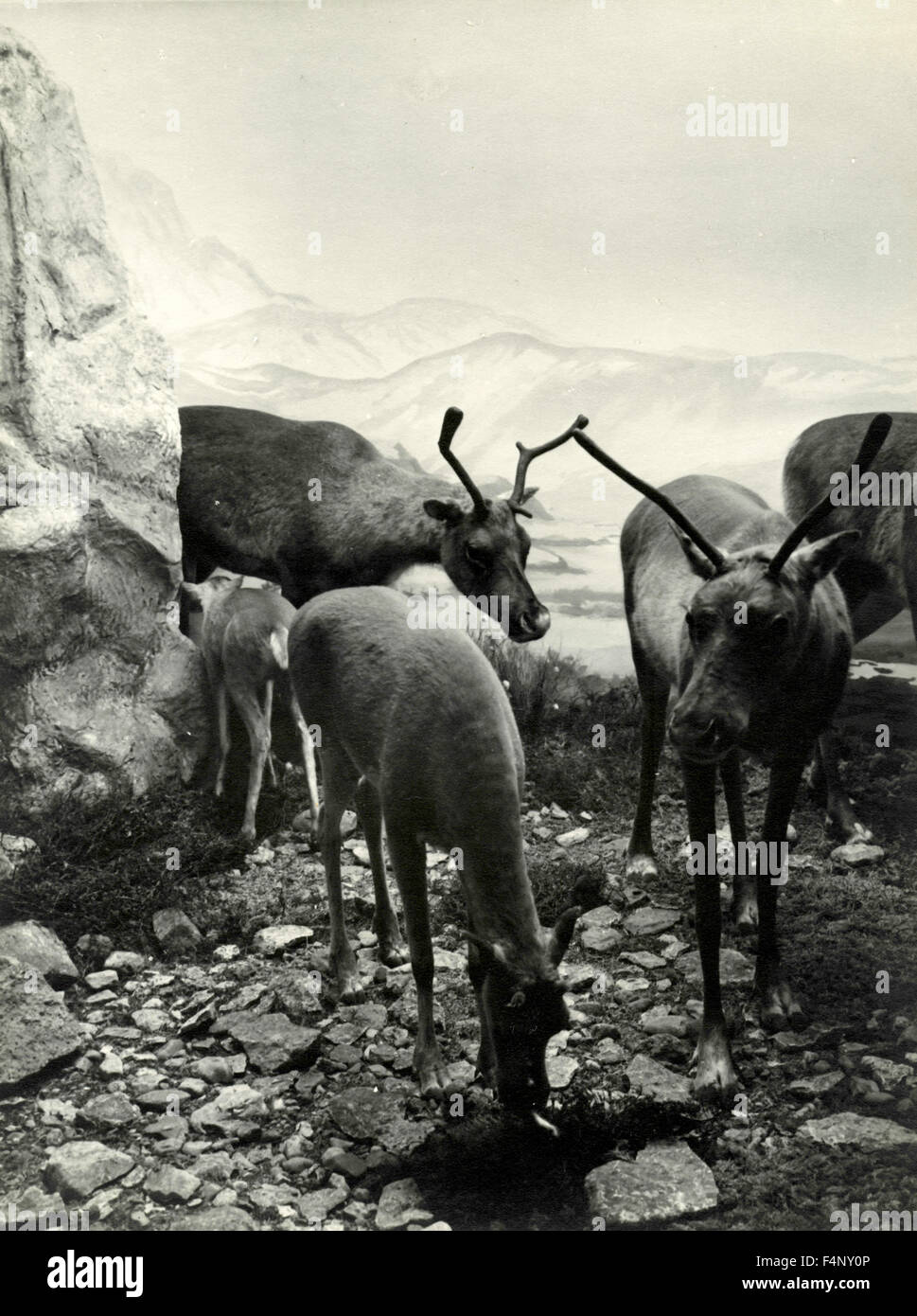 The deer come to drink Stock Photo - Alamy