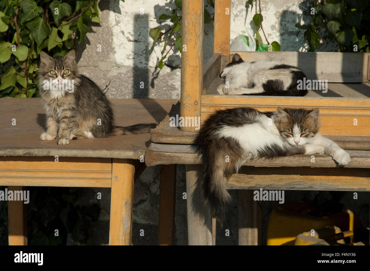 Stray harbor cats and kitten sunbathing on tavern tables Stock Photo ...