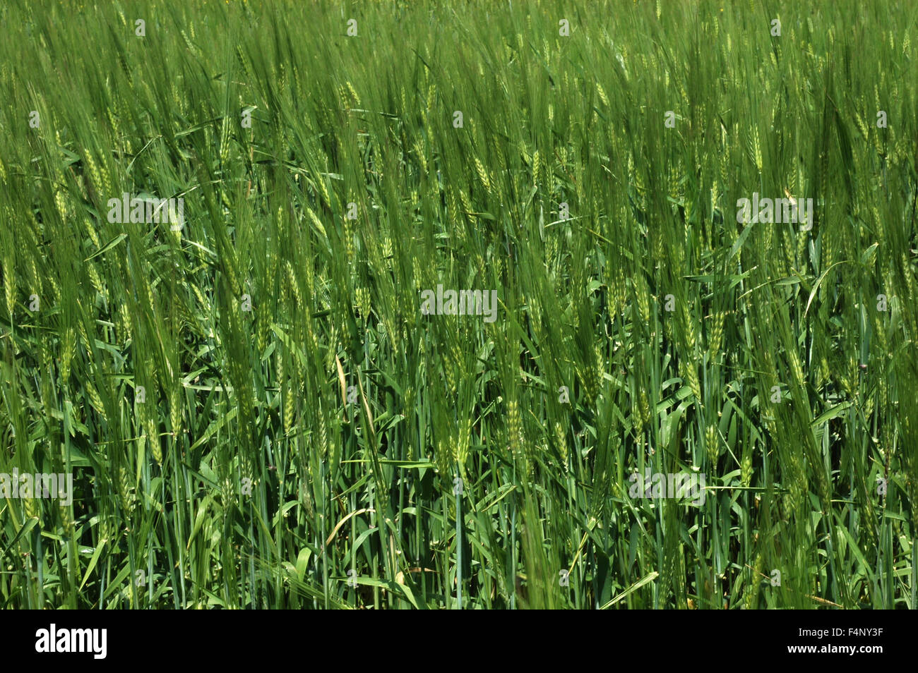 Genus hordeum hi-res stock photography and images - Alamy