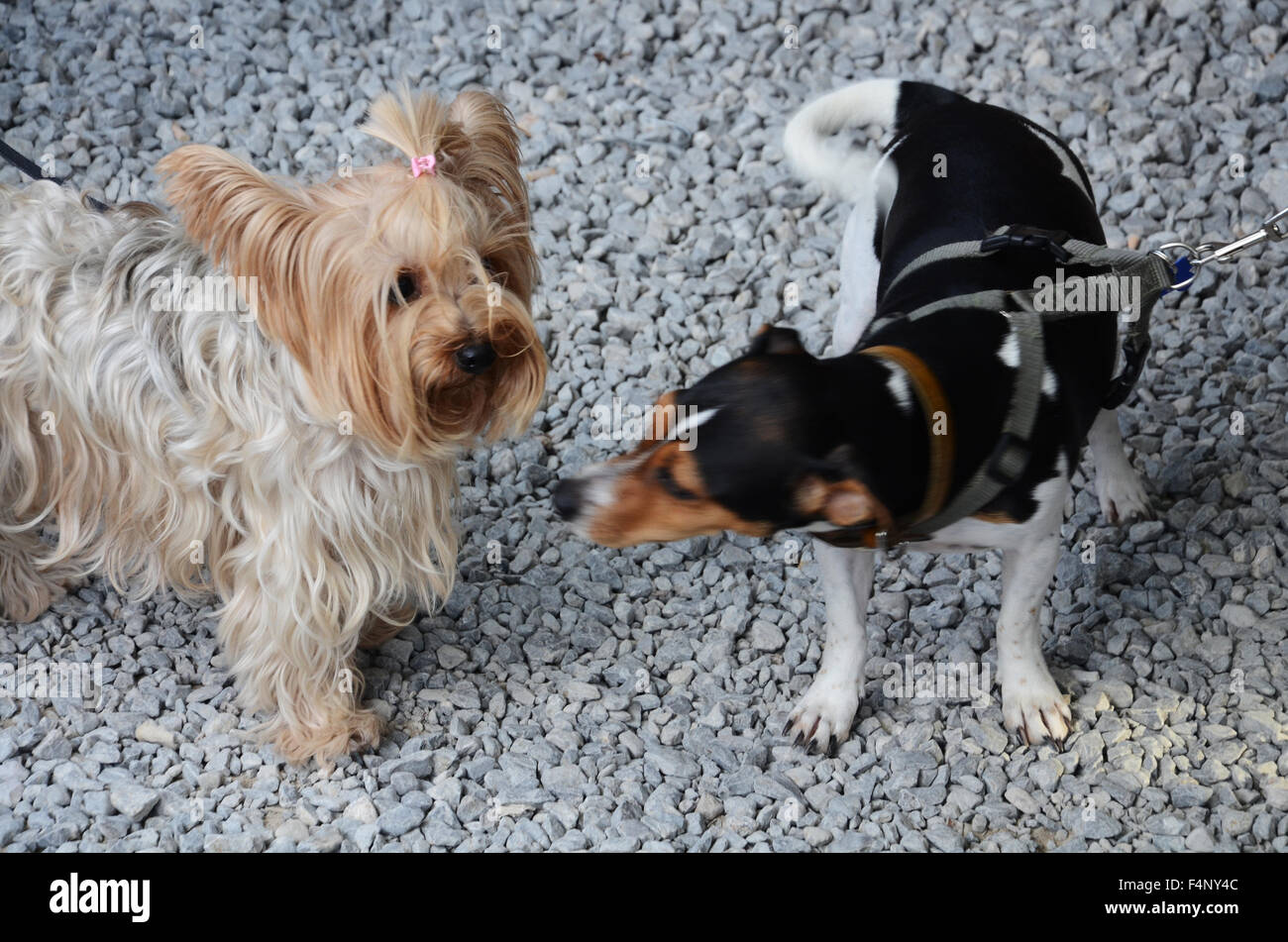 Checking dogs hi-res stock photography and images - Alamy