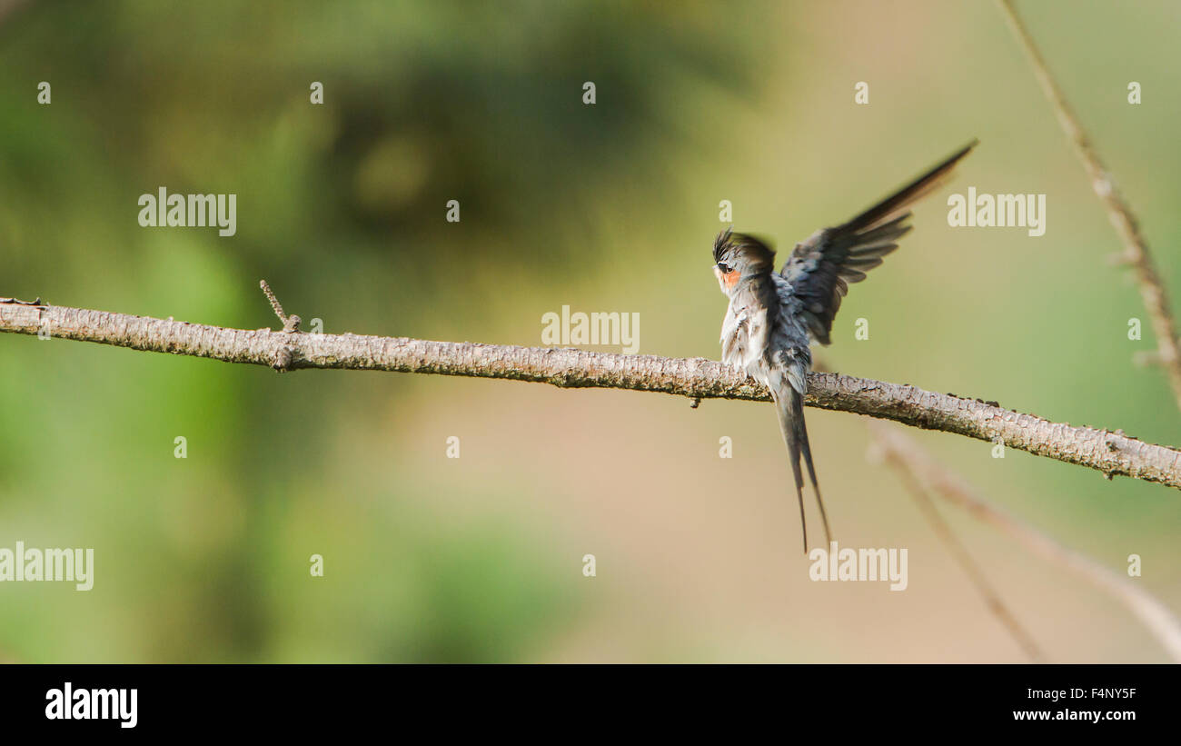 Crested Treeswift specie Hemiprocne coronata Stock Photo - Alamy