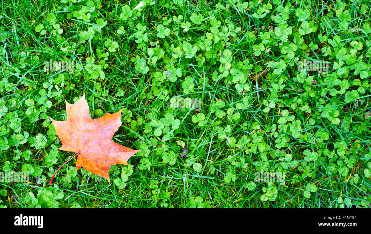 Field maple leaf hi-res stock photography and images - Alamy