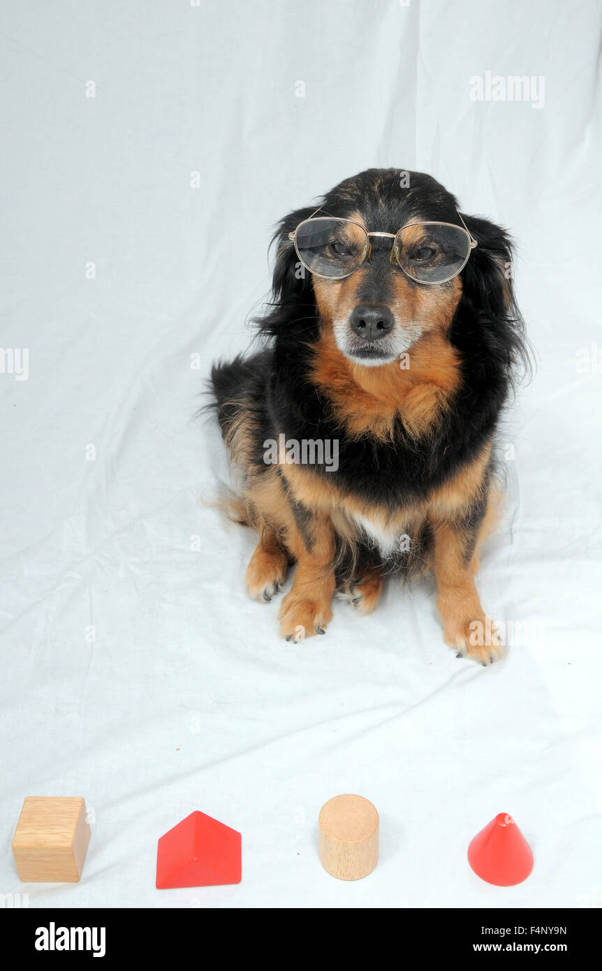 Dog IQ Test Stock Photo - Alamy