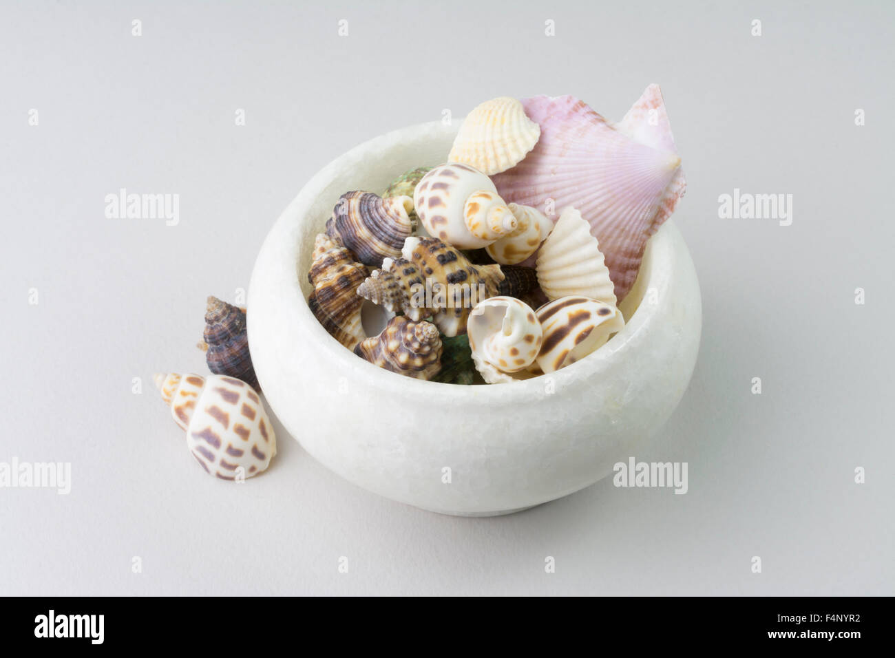 Selection of Small Seashells in a White Stone Bowl Stock Photo - Alamy