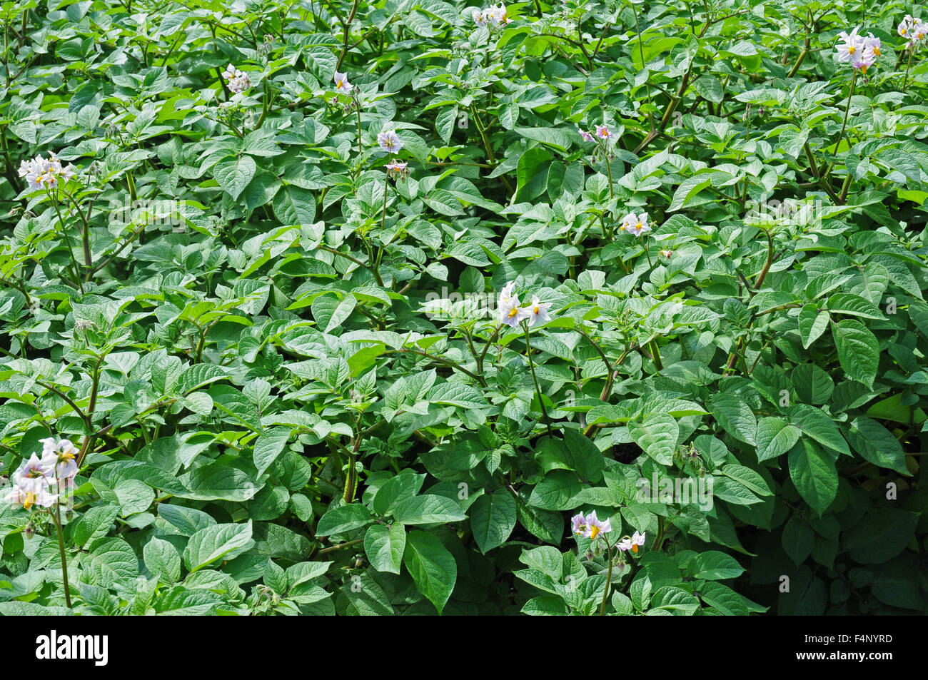 Potato plants in bloom Stock Photo - Alamy