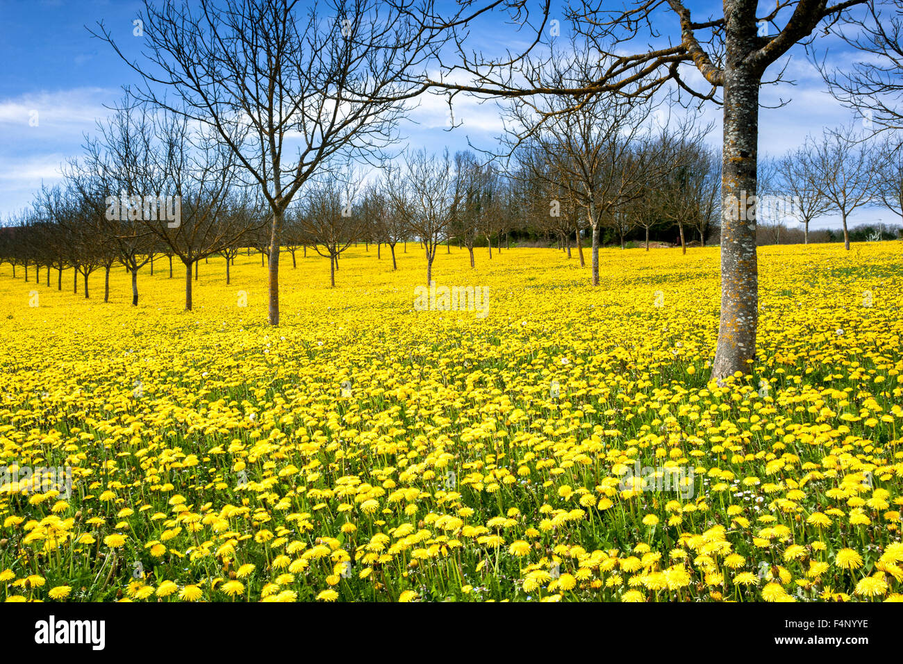Walnut trees hi-res stock photography and images - Alamy