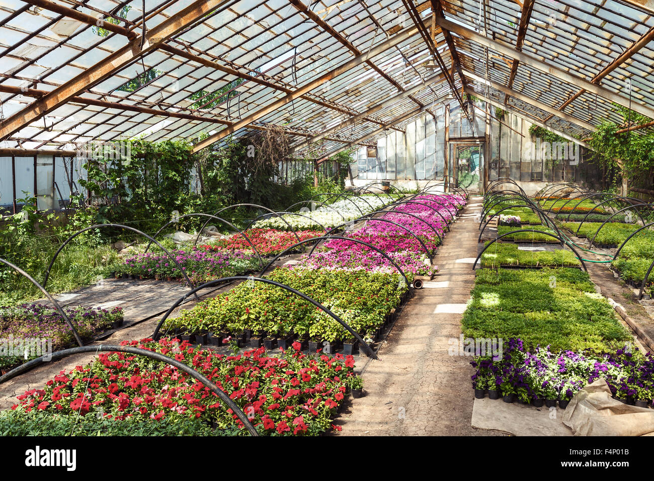 Greenhouse spring hi-res stock photography and images - Alamy