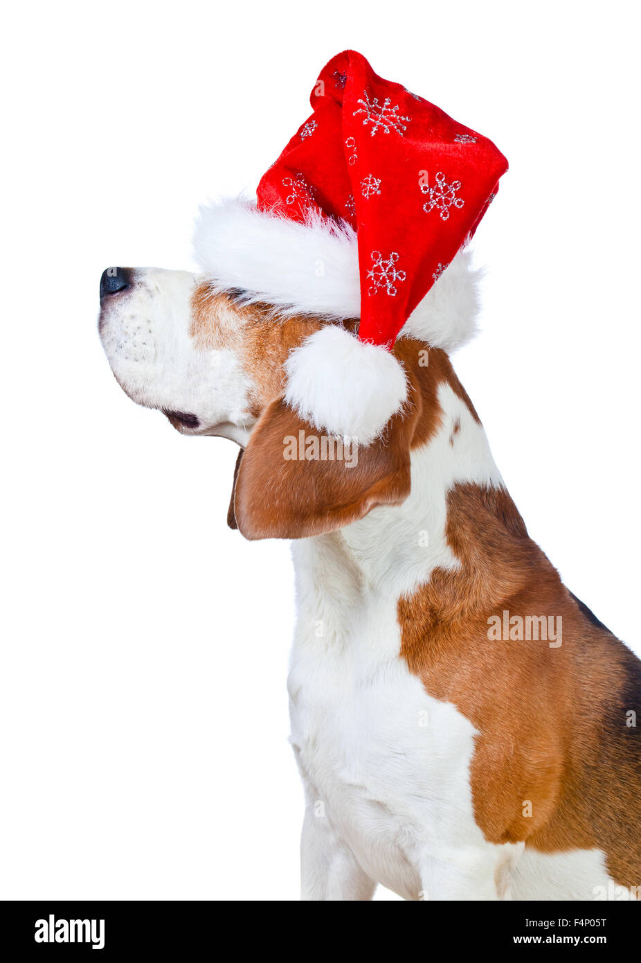cute beagle in Santa hat isolated on white background Stock Photo - Alamy