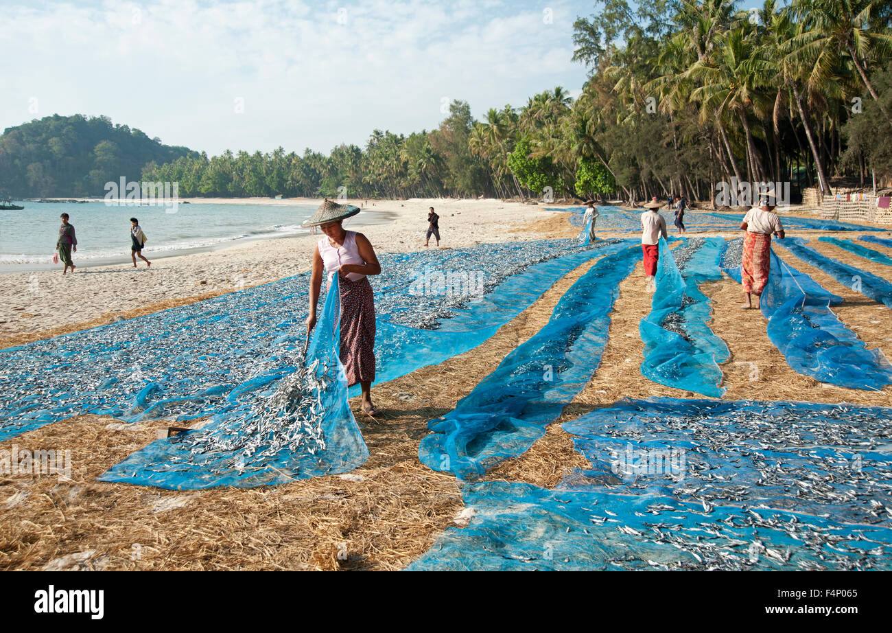 Women dry small fish on the blue nets on the sandy beach at Ngapali ...