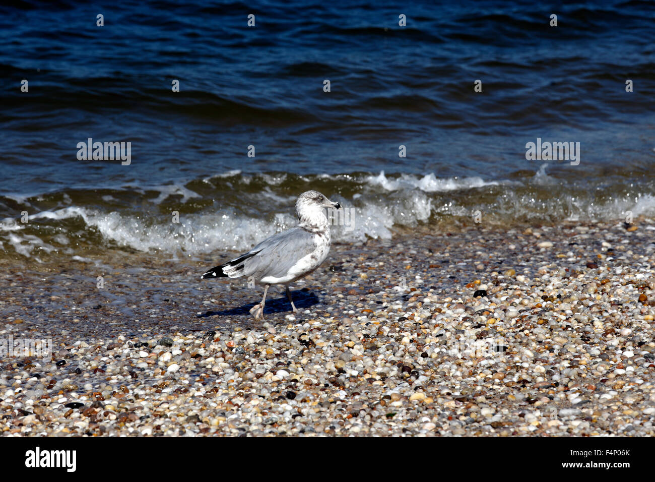 seagull long island new york Stock Photo - Alamy
