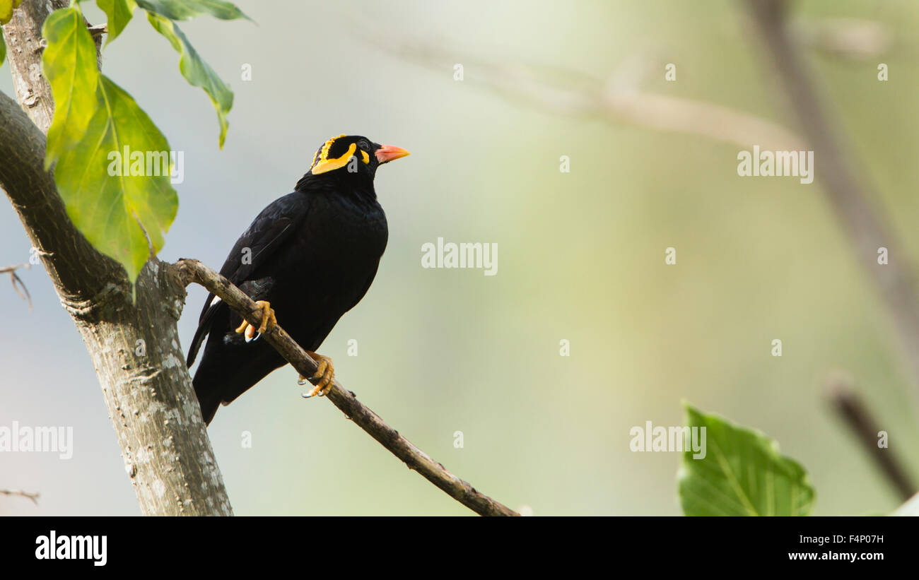 Hill Myna High Resolution Stock Photography and Images - Alamy