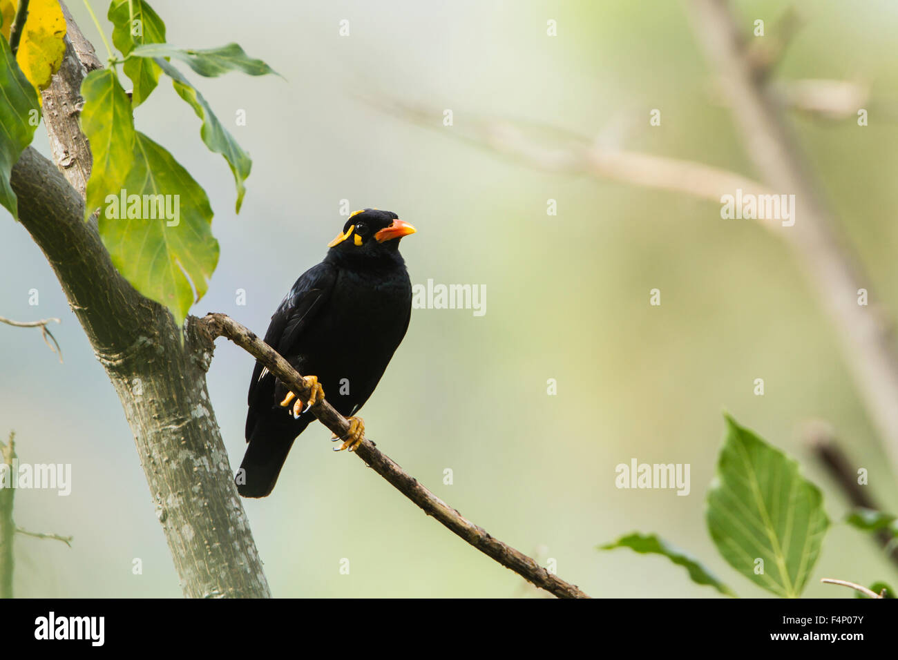 Sri lanka hill myna hi-res stock photography and images - Alamy