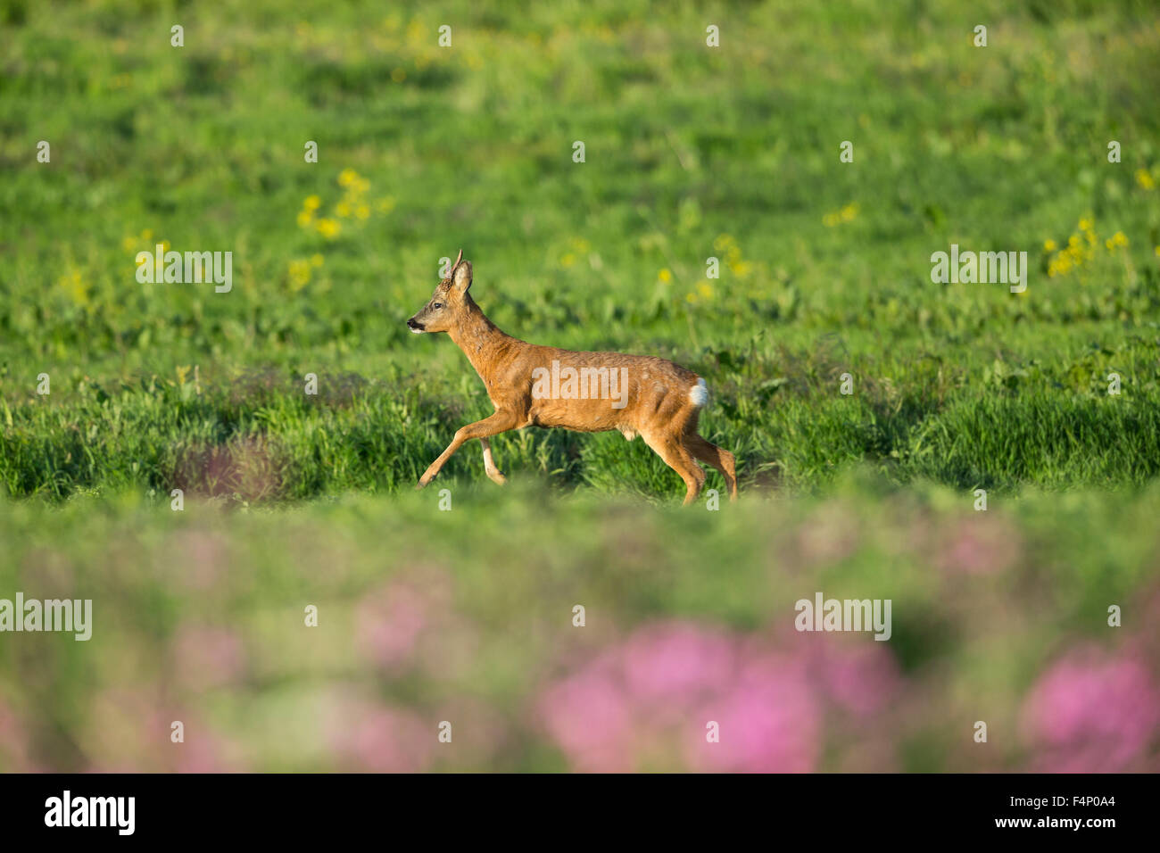 Leaping roe deer uk hi-res stock photography and images - Alamy