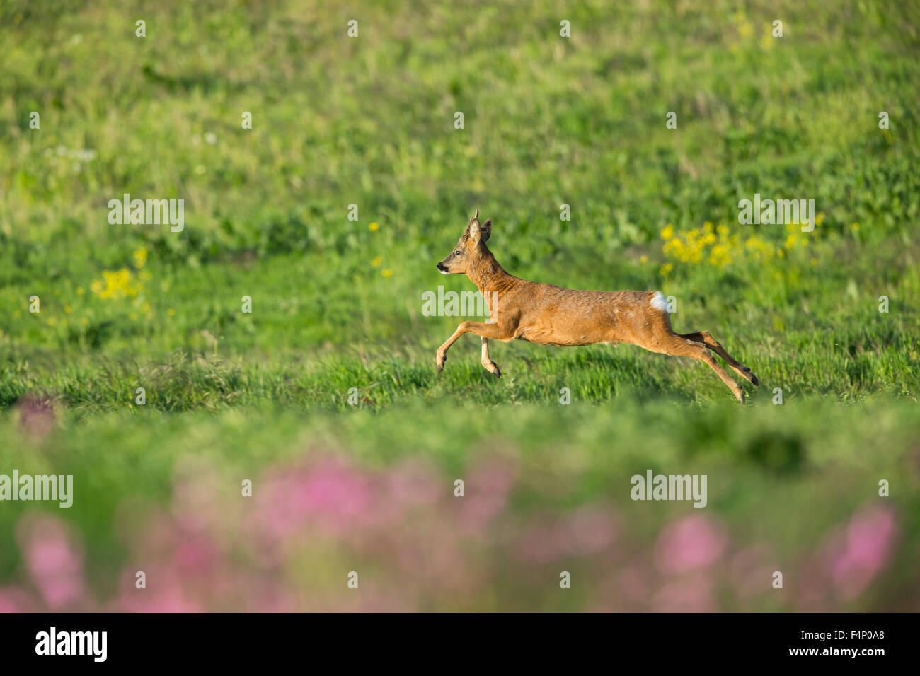 Leaping roe deer uk hi-res stock photography and images - Alamy