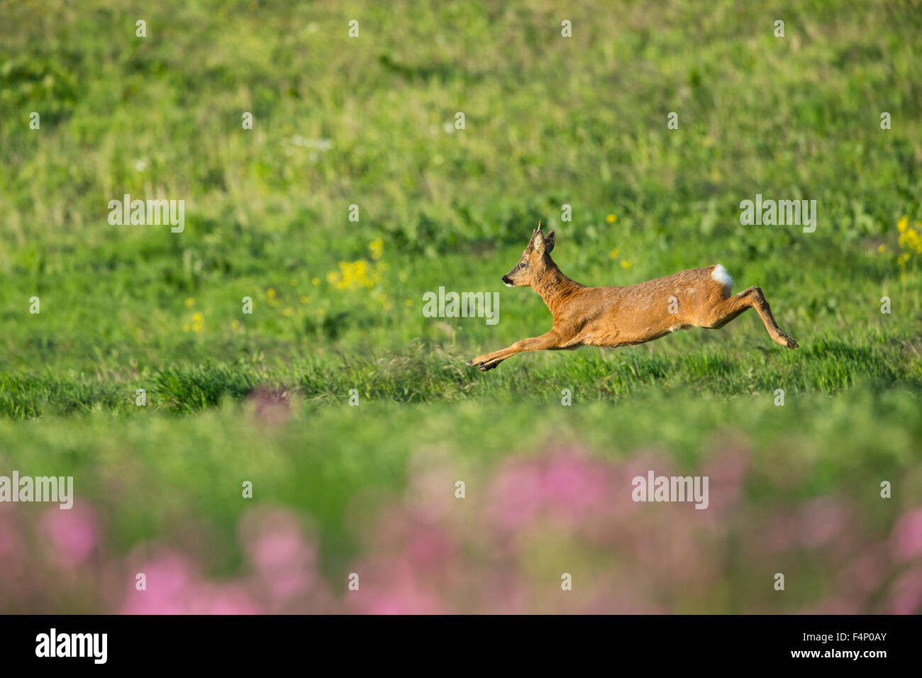 Leaping roe deer uk hi-res stock photography and images - Alamy