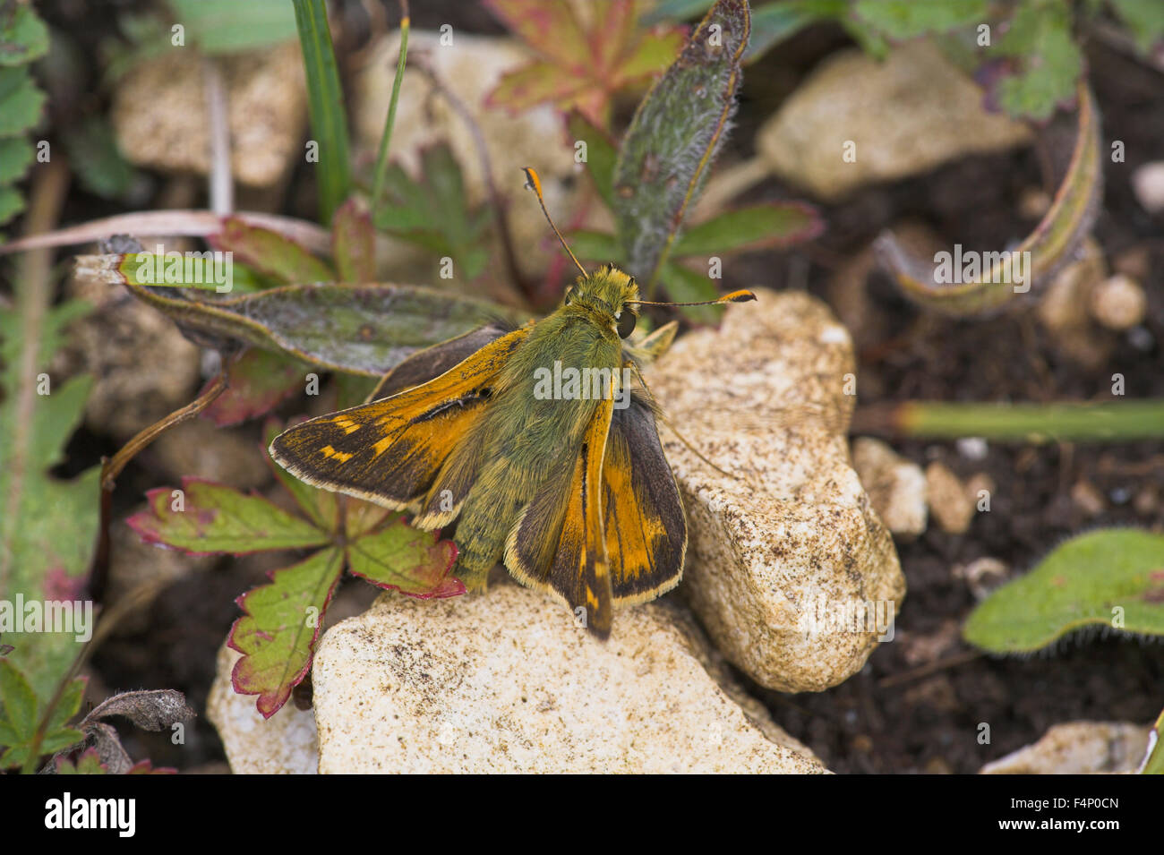 Silver-spotted skipper Hesperia comma, male imago, resting on ground ...