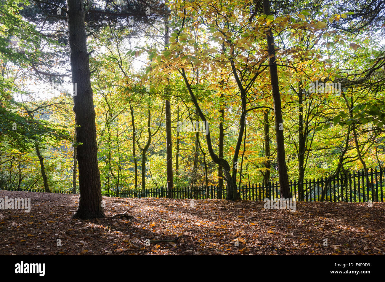 Autumn sunshine shining through trees in Sutton Park, near Birmingham ...