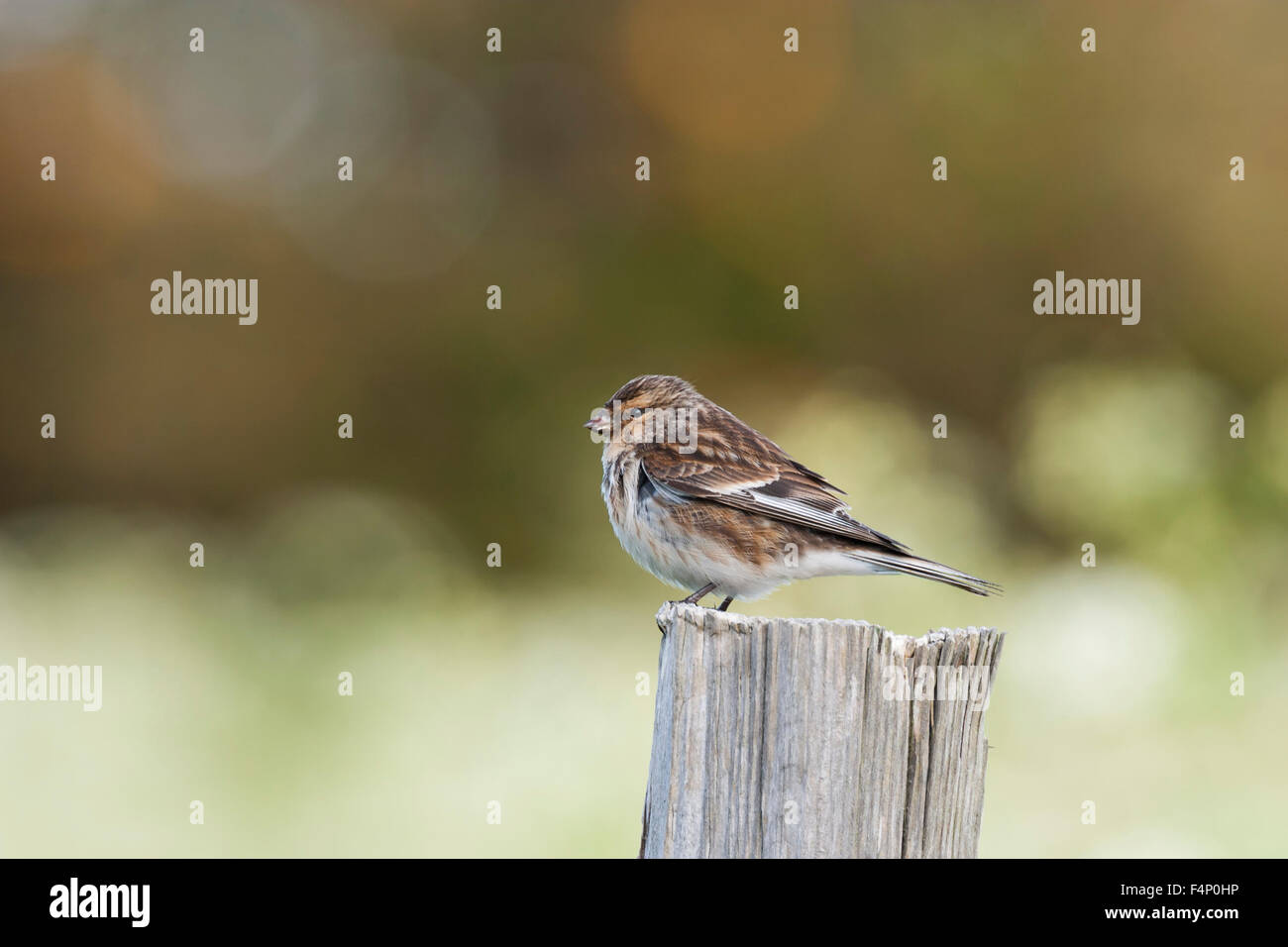 2004 animalia hi-res stock photography and images - Alamy