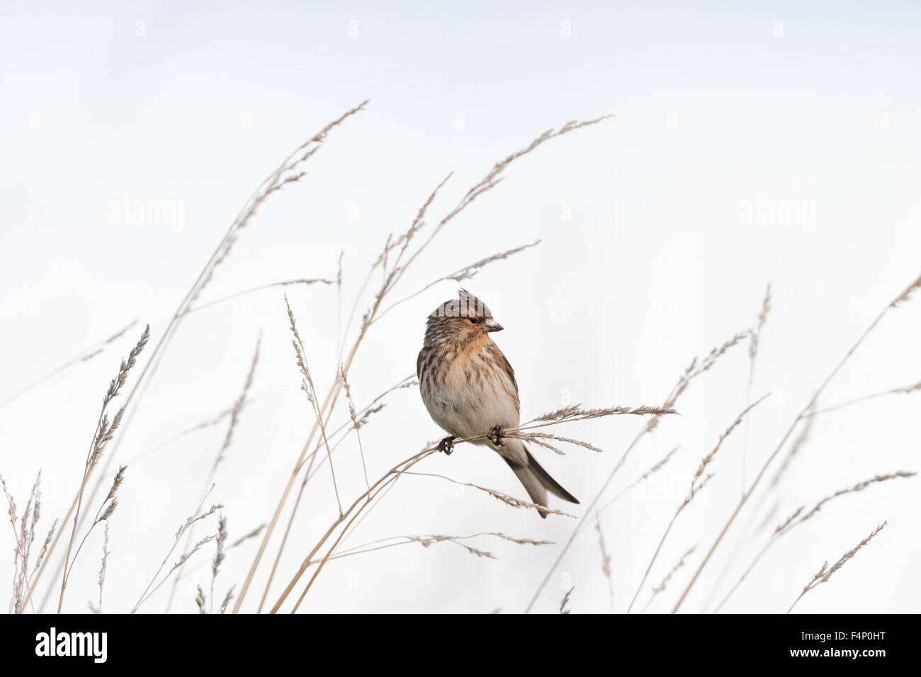 2004 animalia hi-res stock photography and images - Alamy